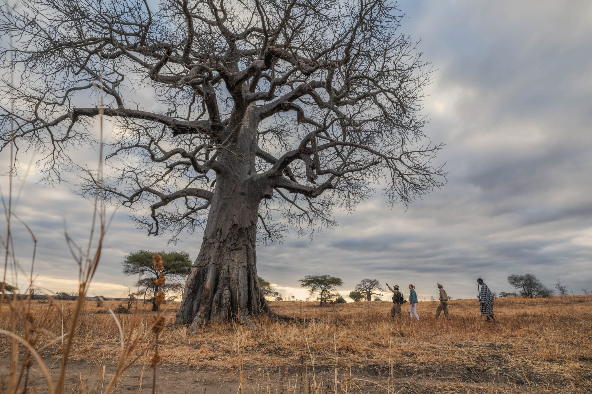 Scenic Spots You Must Visit in Tarangire National Park - Luxury African ...